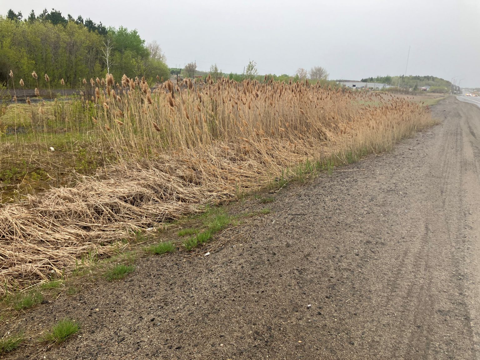 Non-native species used in mine reclamation: Benefits and risks ...